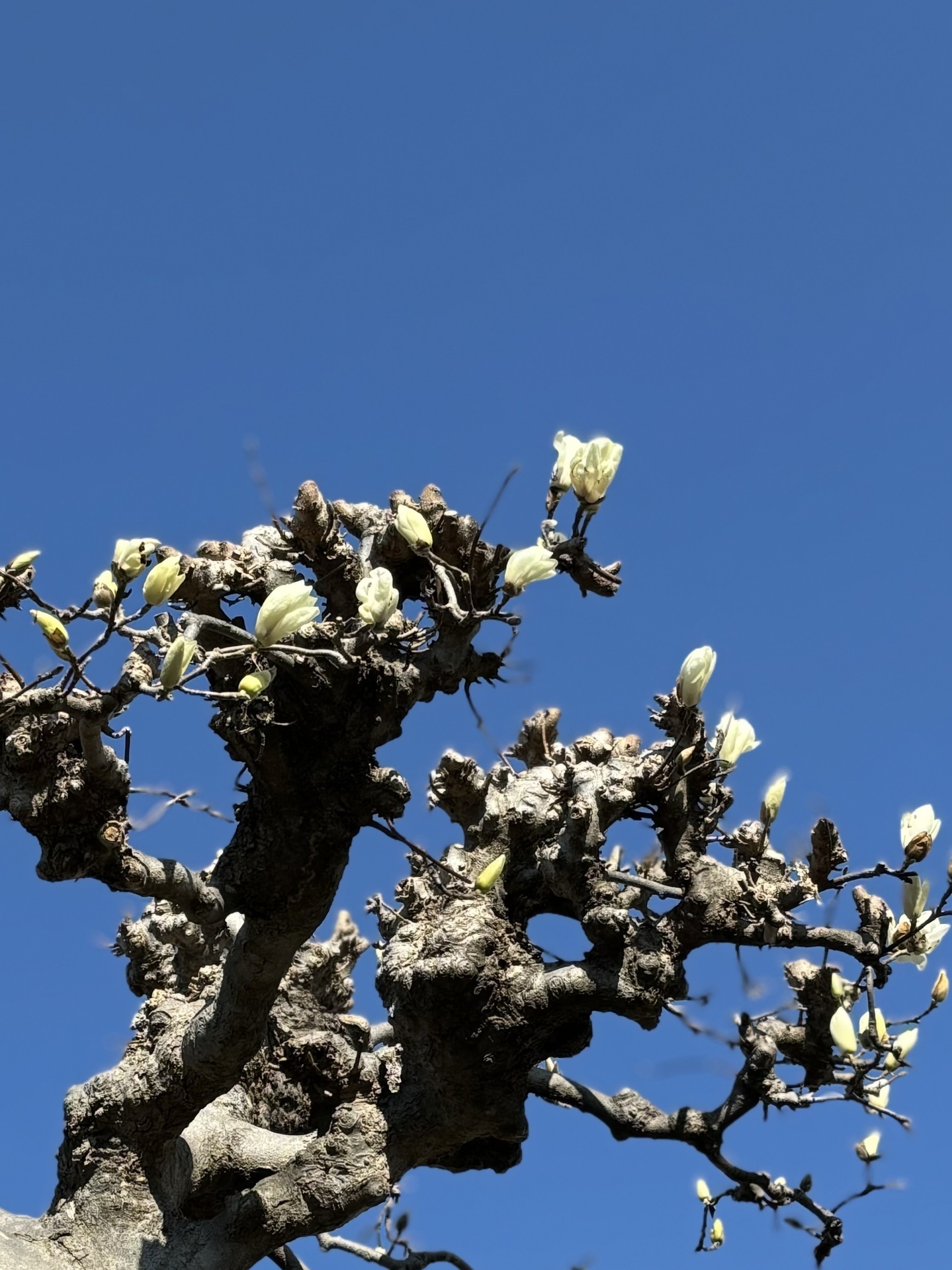 白木蓮: 美容・茶道・そして猫だらけ